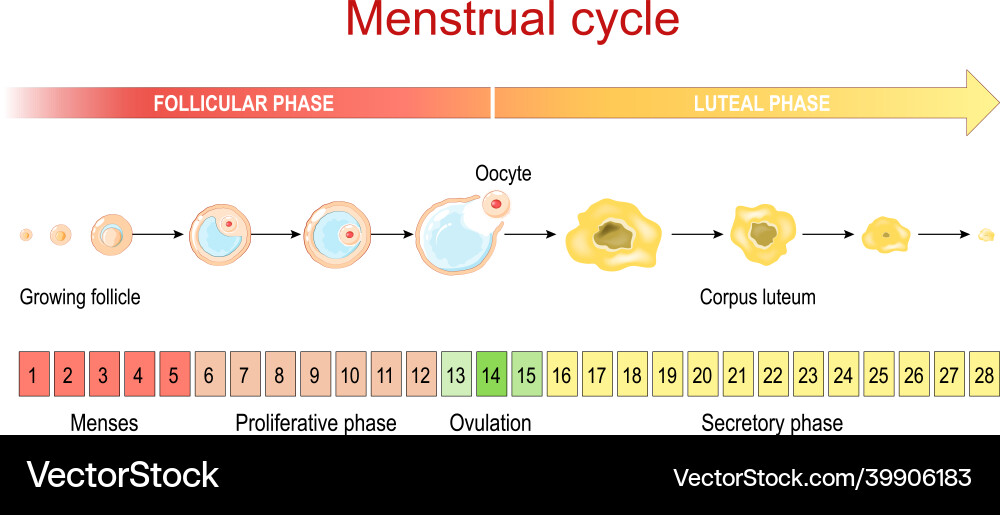 Menstrual Cycle Phases - Follicular & Luteal Vector Image