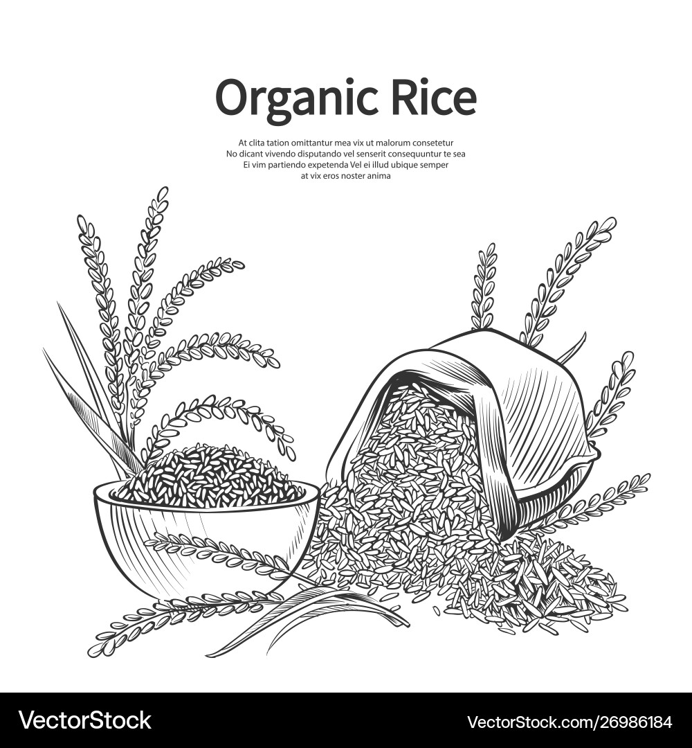 Hand drawn rice background sack bowl Royalty Free Vector
