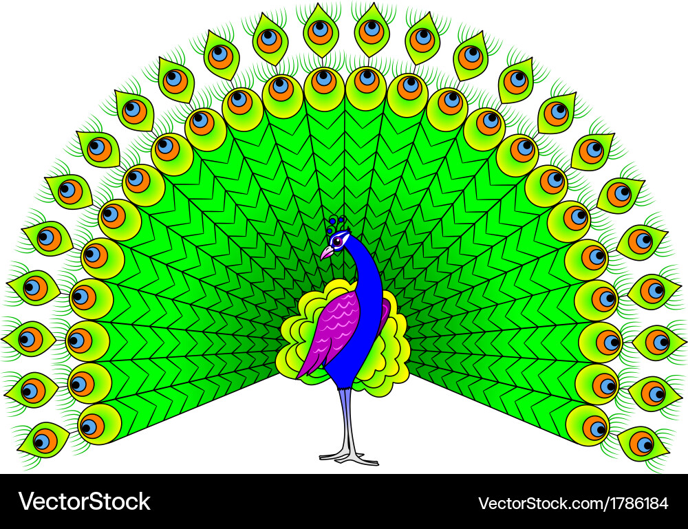 Peacock Royalty Free Vector Image - VectorStock