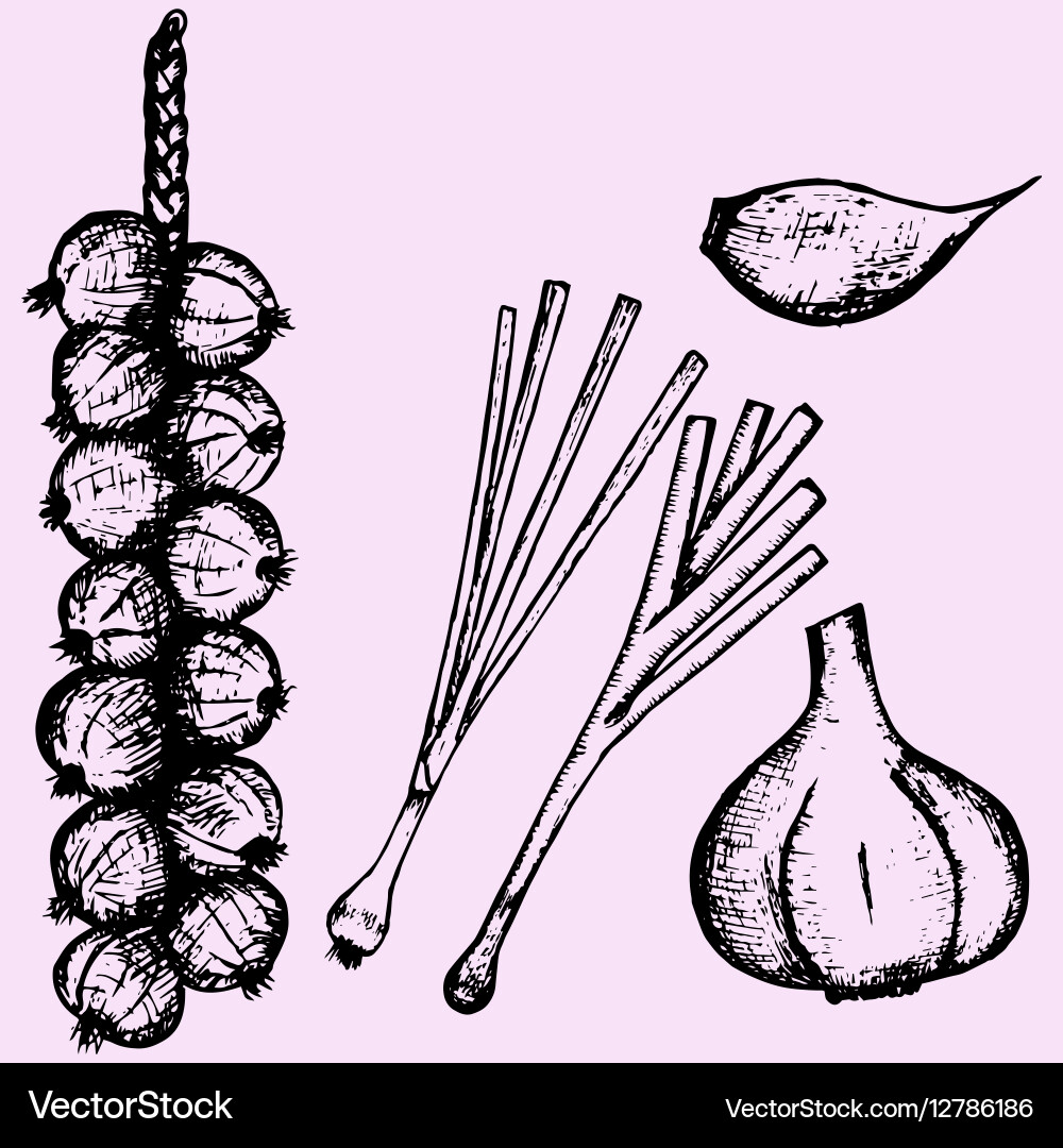 Garlic Royalty Free Vector Image - VectorStock