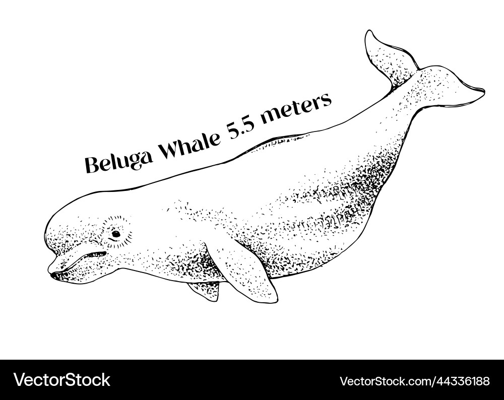 Beluga whale delphinapterus leucas Royalty Free Vector Image