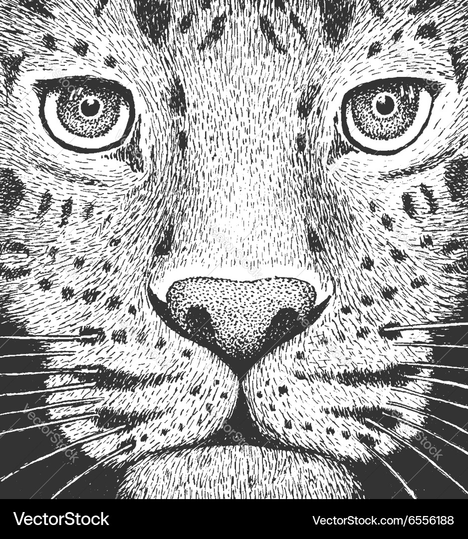 Leopard Ink Portrait Royalty Free Vector Image
