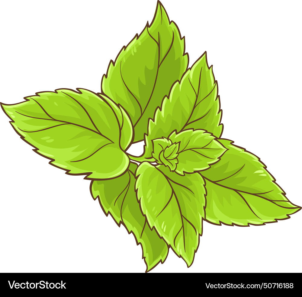 Peppermint branch leaves colored Royalty Free Vector Image