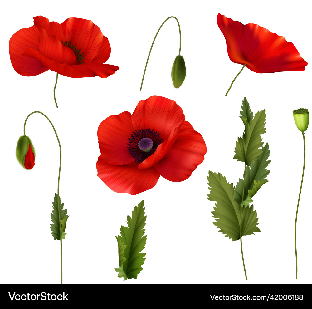 Realistic Red Poppy Flowers Set Royalty Free Vector Image