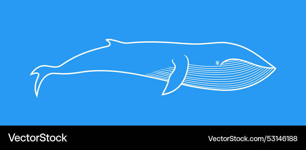 Whale Royalty Free Vector Image - VectorStock