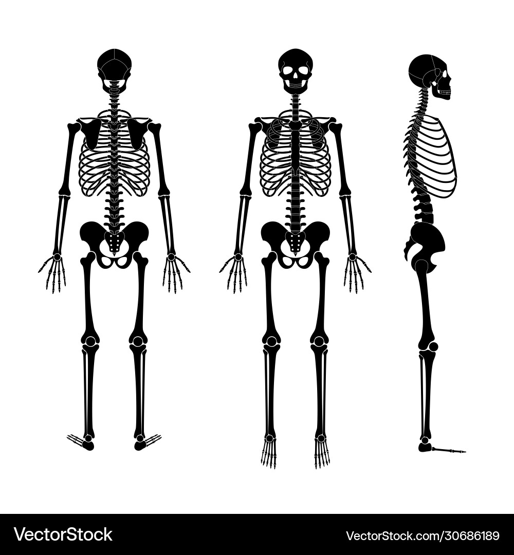 Human man skeleton anatomy Royalty Free Vector Image