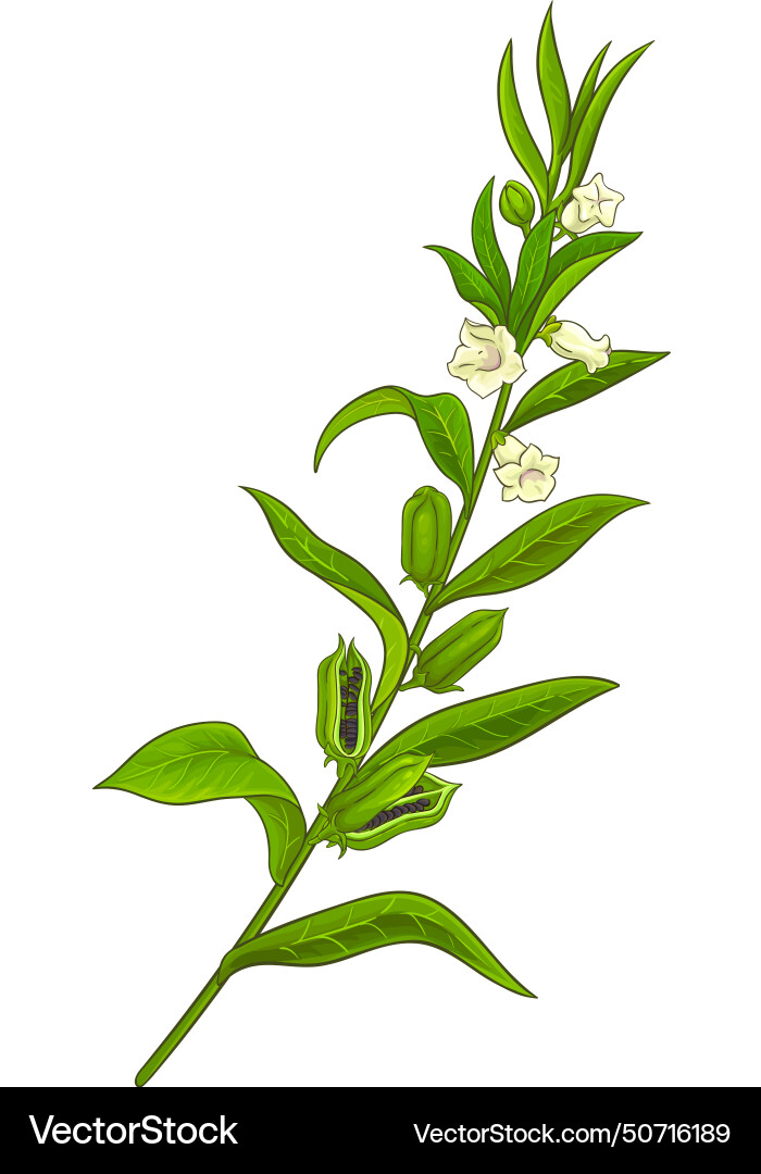 Sesame branch colored detailed Royalty Free Vector Image