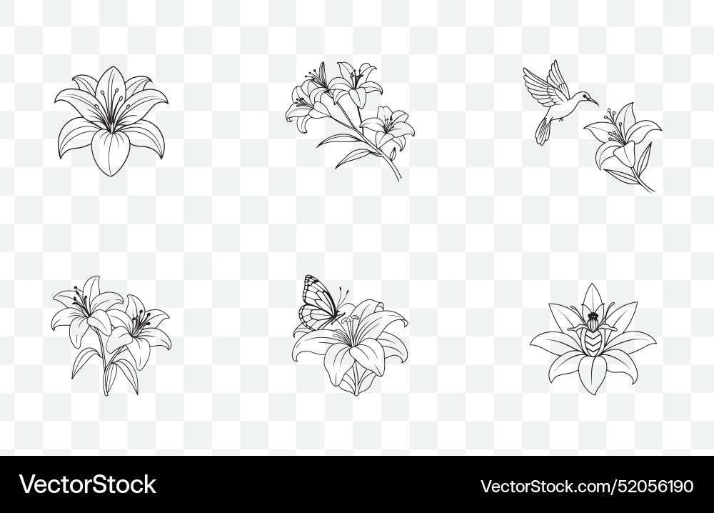 Print elegant lily flower line art set Royalty Free Vector