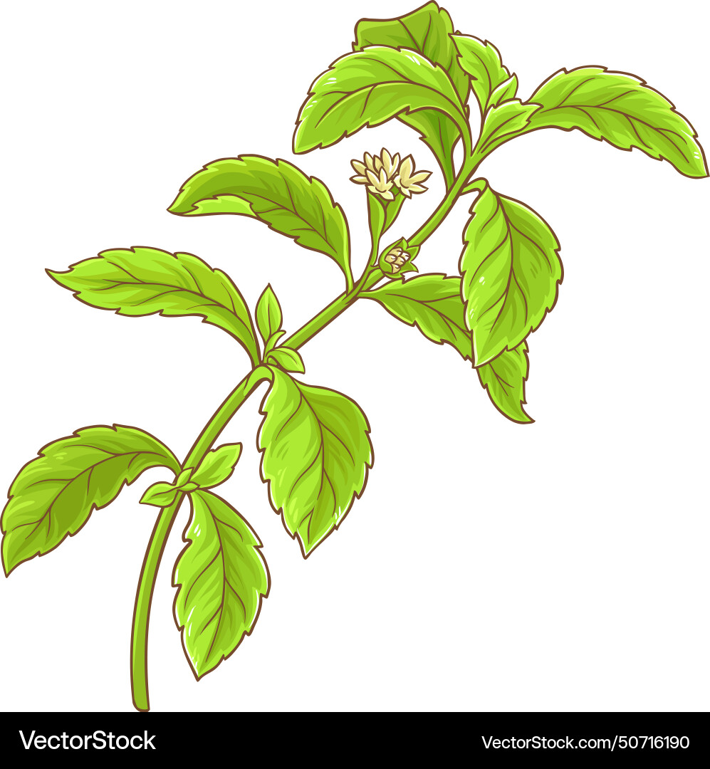 Stevia branch colored detailed Royalty Free Vector Image