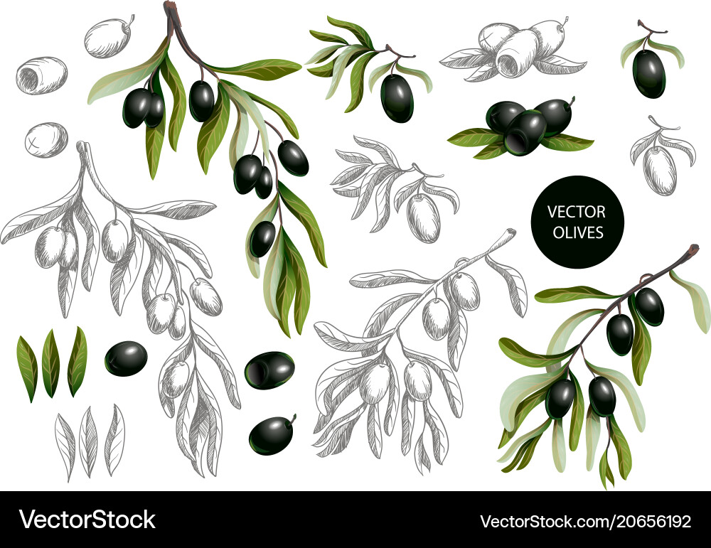 Black olives branches Royalty Free Vector Image