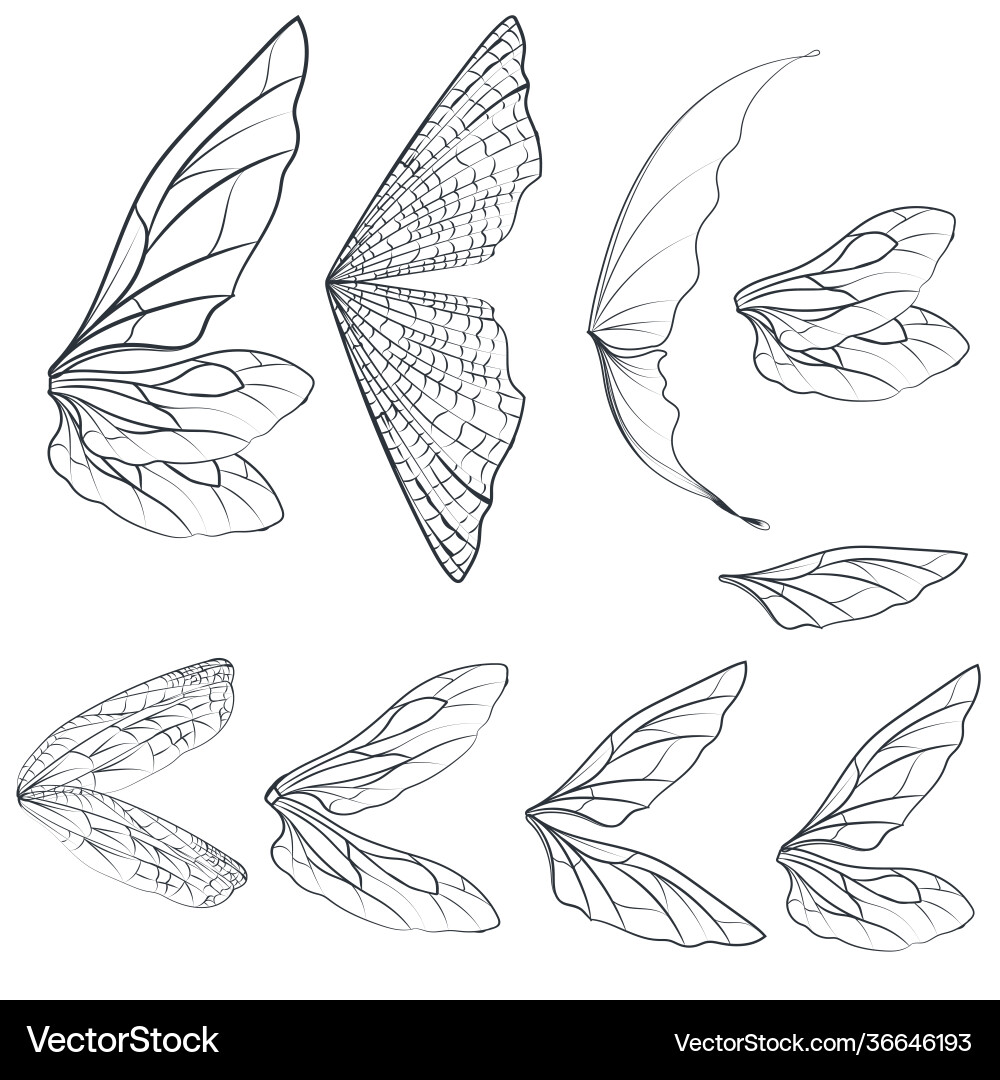 Collection light wings design isolated on white Vector Image