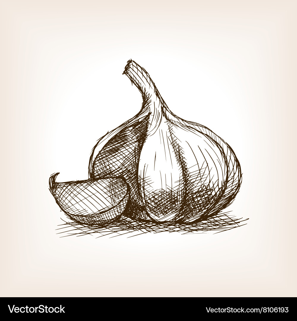 Garlic sketch style Royalty Free Vector Image - VectorStock