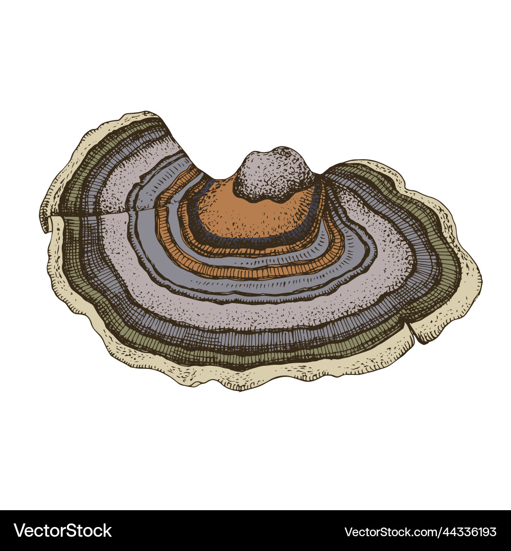 Turkey tail mushroom medicinal plant Royalty Free Vector