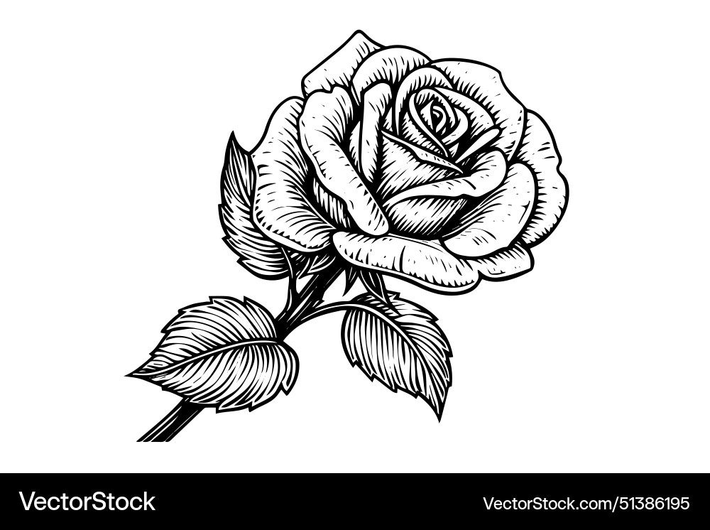 Rose flower hand drawn ink sketch engraving style Vector Image