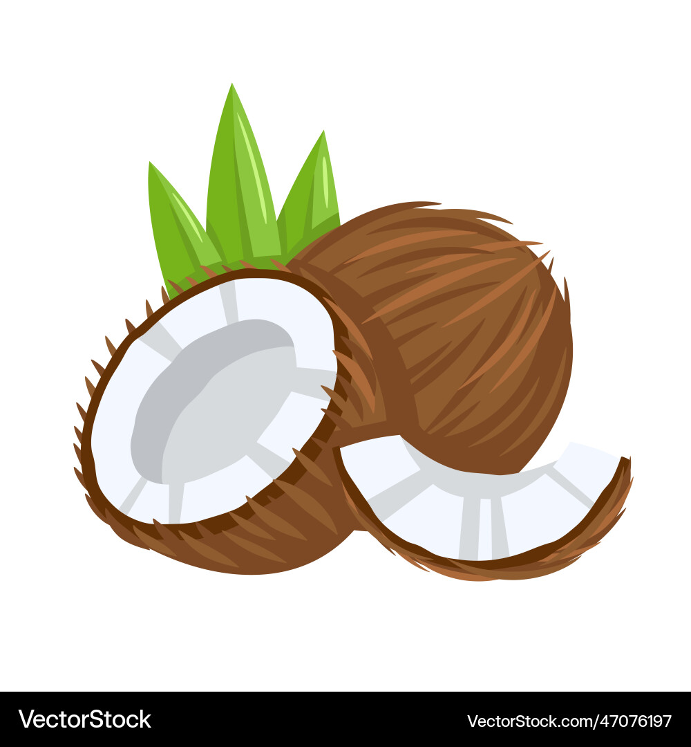 Coconut icon isolated on white background Vector Image