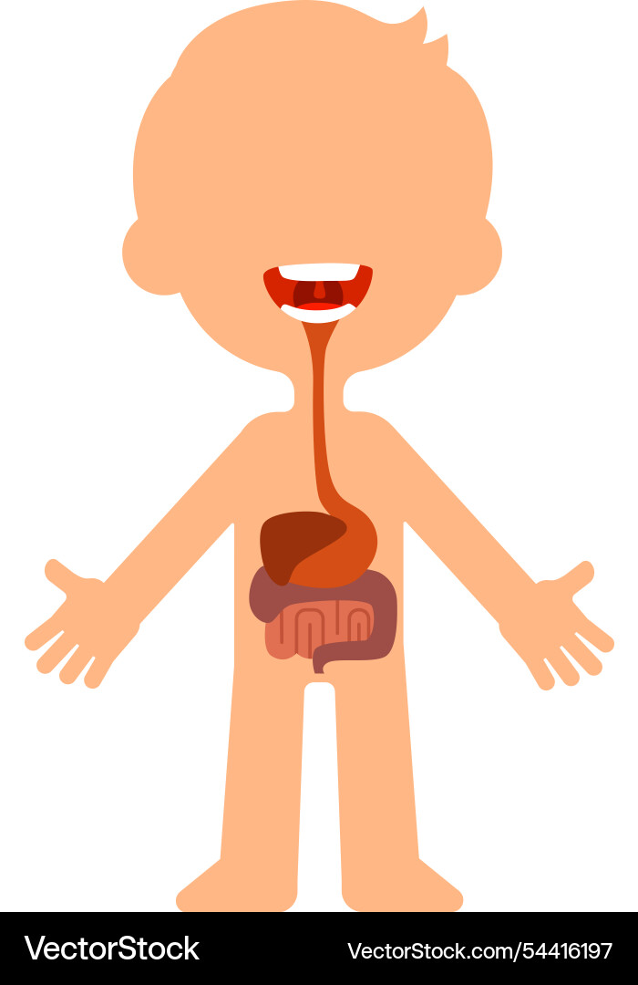 Educational of a child s digestive system Vector Image