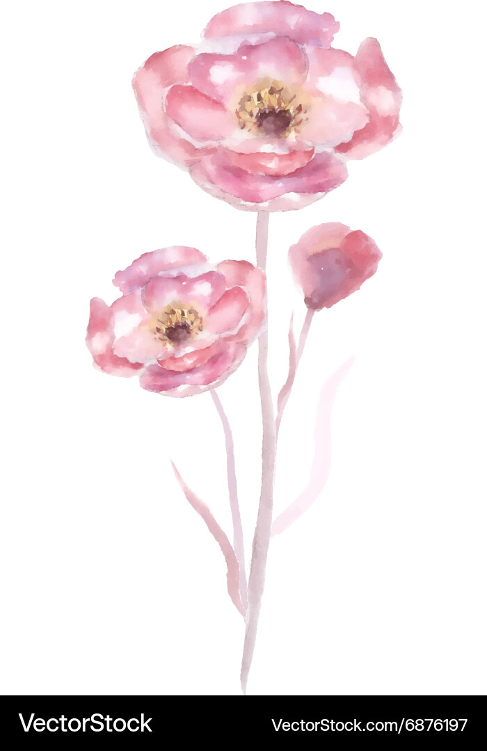 Pink watercolor flower Royalty Free Vector Image