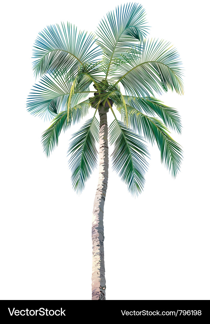 Palm tree Royalty Free Vector Image - VectorStock