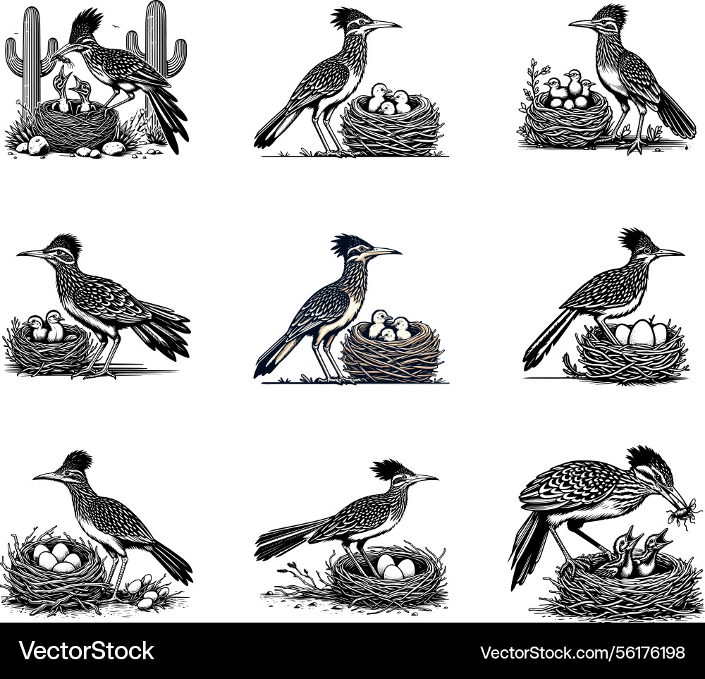 Roadrunner feeding chicks at nest with insect Vector Image
