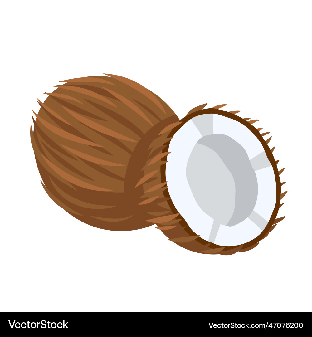 Coconut icon isolated on white background Vector Image