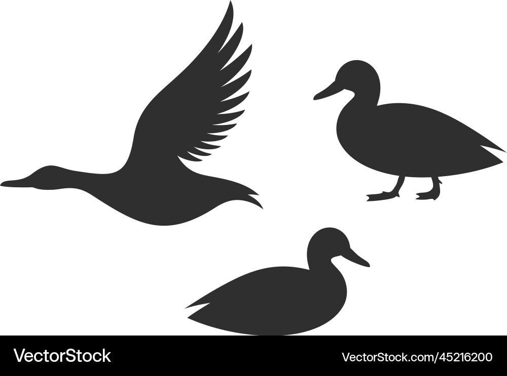 Duck Royalty Free Vector Image - VectorStock