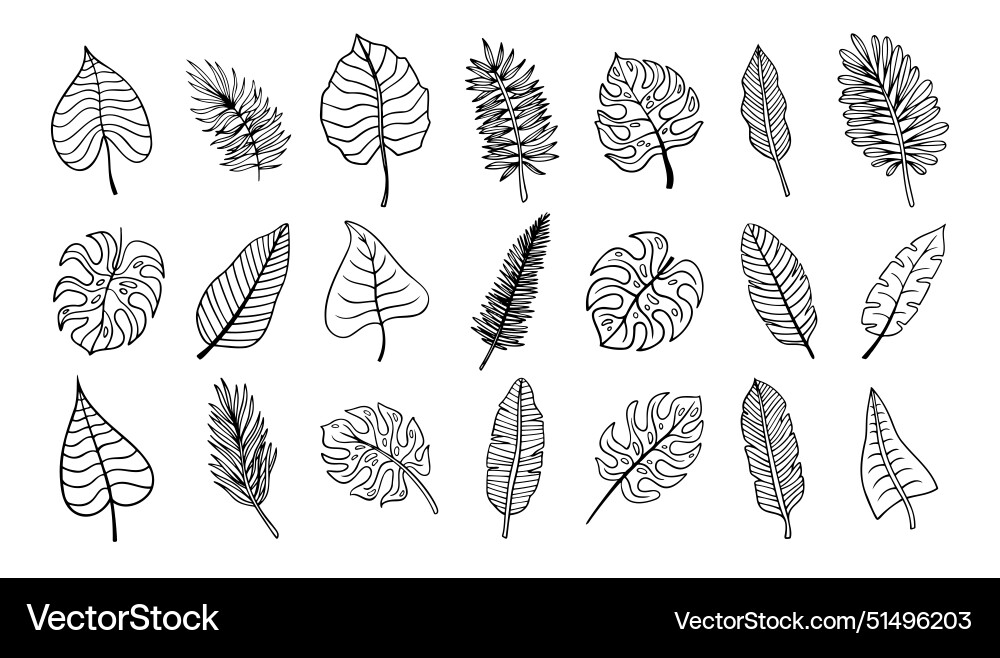 Botanical hand drawn exotic leave tropical palm Vector Image
