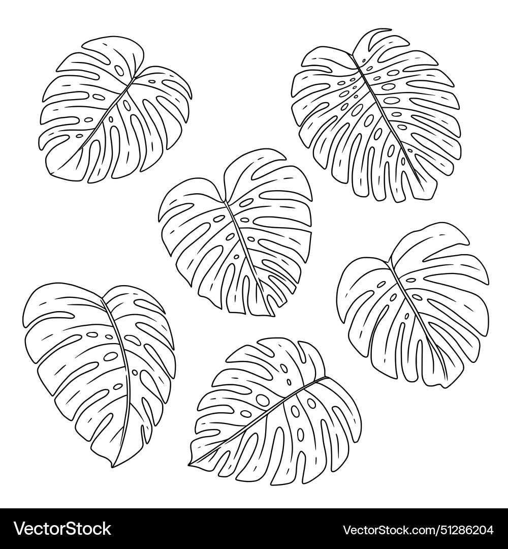 Monstera leaf collection simple line drawing Vector Image