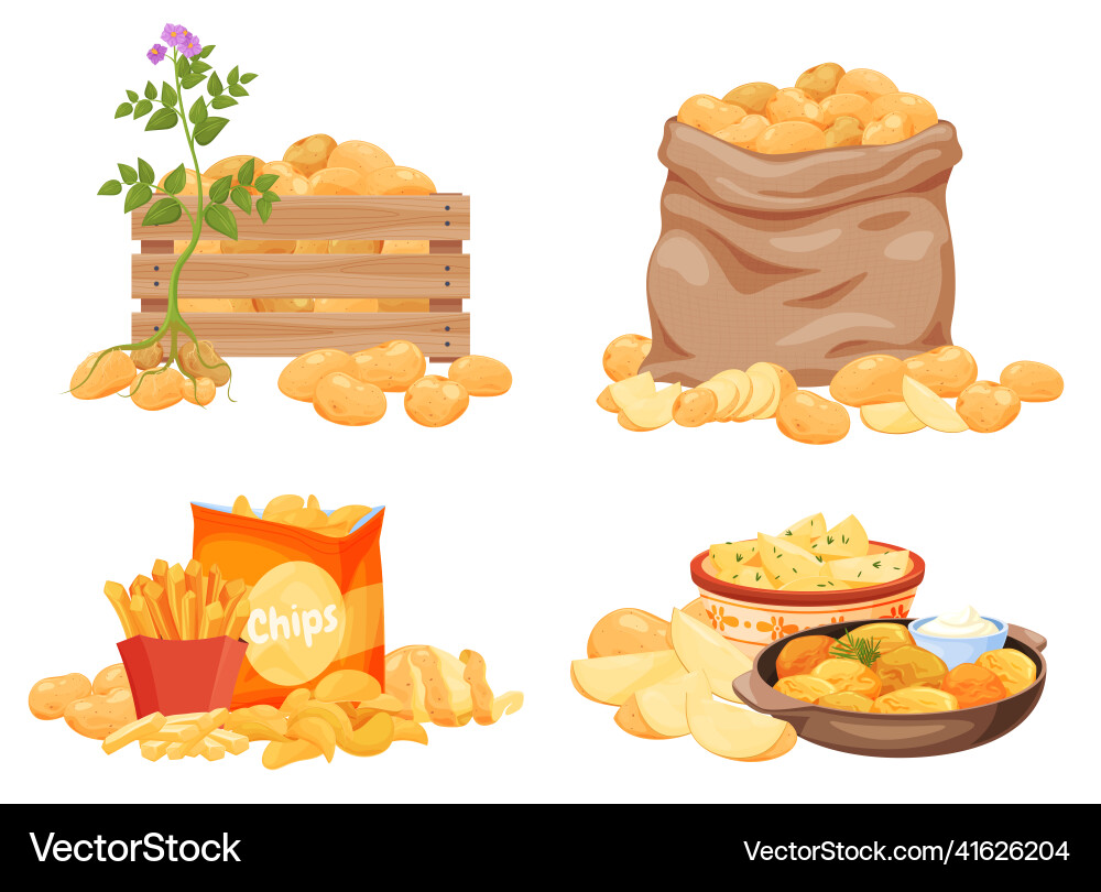 Potato Variety Set Royalty Free Vector Image - VectorStock