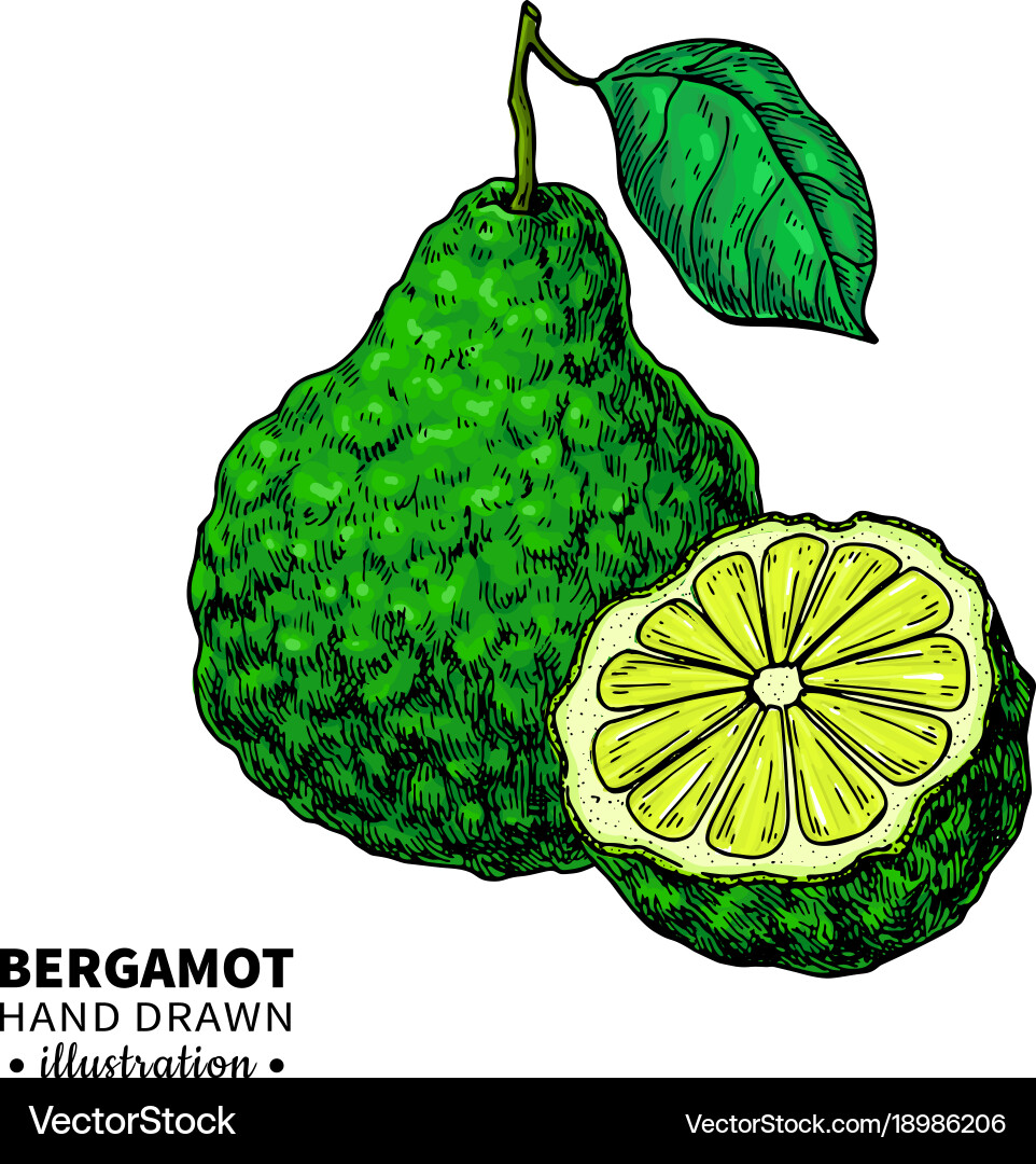 Bergamot drawing isolated vintage Royalty Free Vector Image