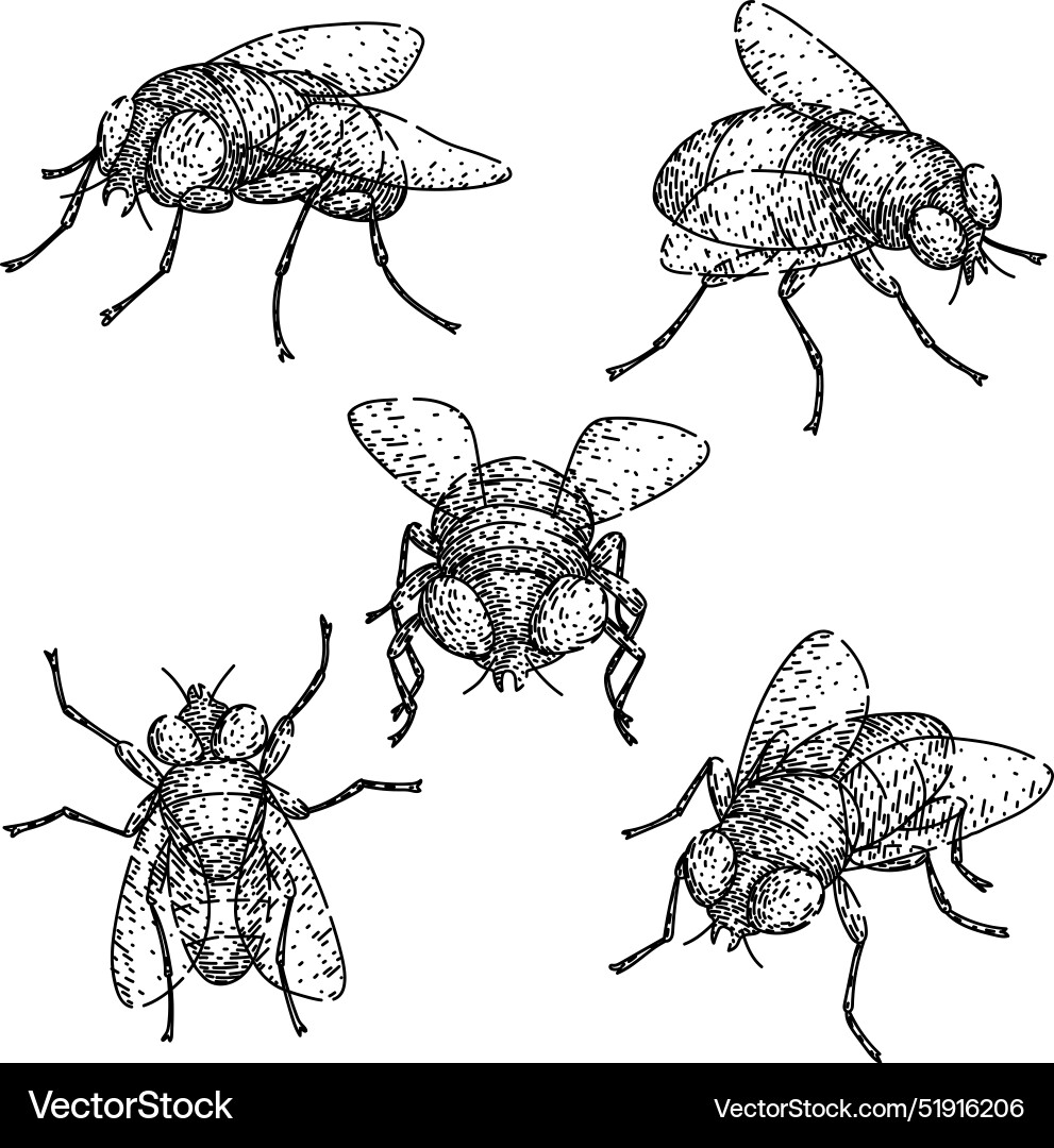 Fly set sketch hand drawn Royalty Free Vector Image