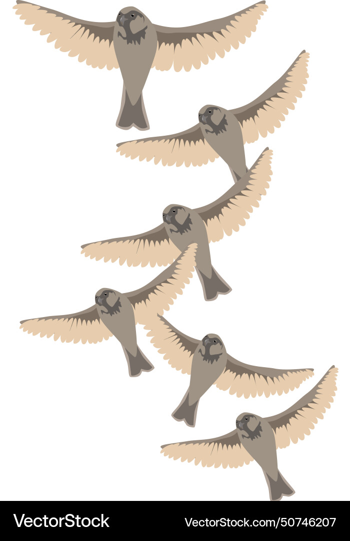 Flying sparrow isolated on white Royalty Free Vector Image