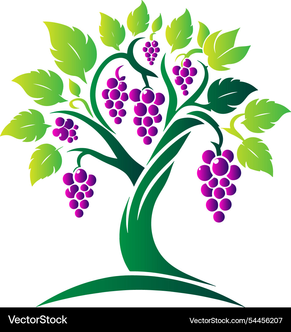 Grapevine tree with purple grapes Royalty Free Vector Image