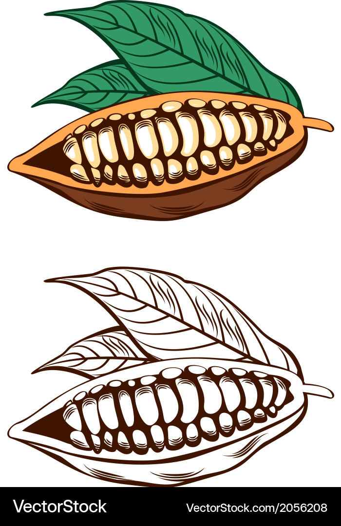 Cocoa beans Royalty Free Vector Image - VectorStock