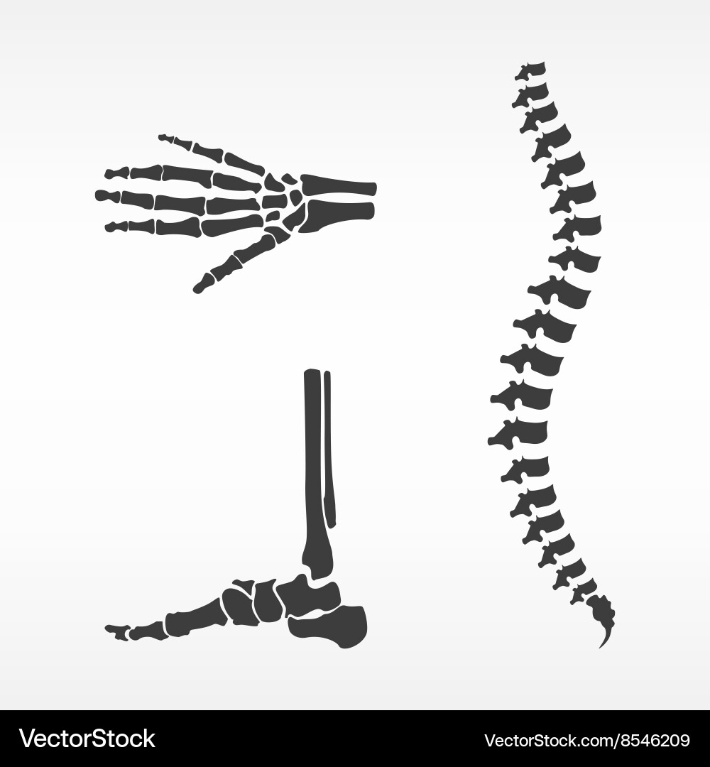 Human Skeleton Anatomy Royalty Free Vector Image