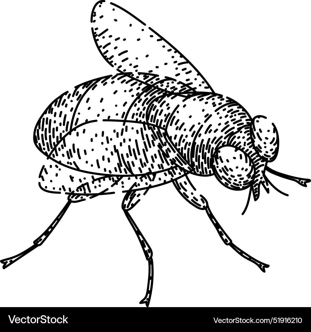 Insect fly sketch hand drawn Royalty Free Vector Image