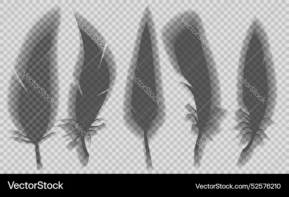 Set of transparent shadows birds Royalty Free Vector Image