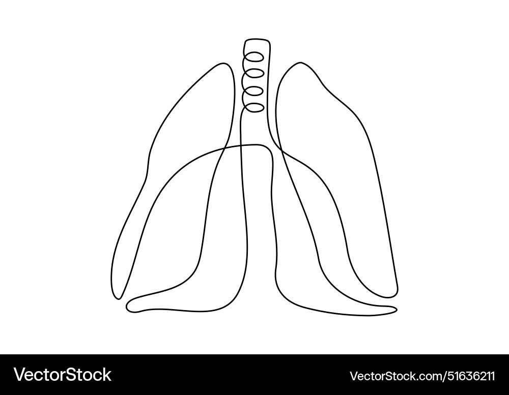 Human lungs in one continuous line drawing Vector Image