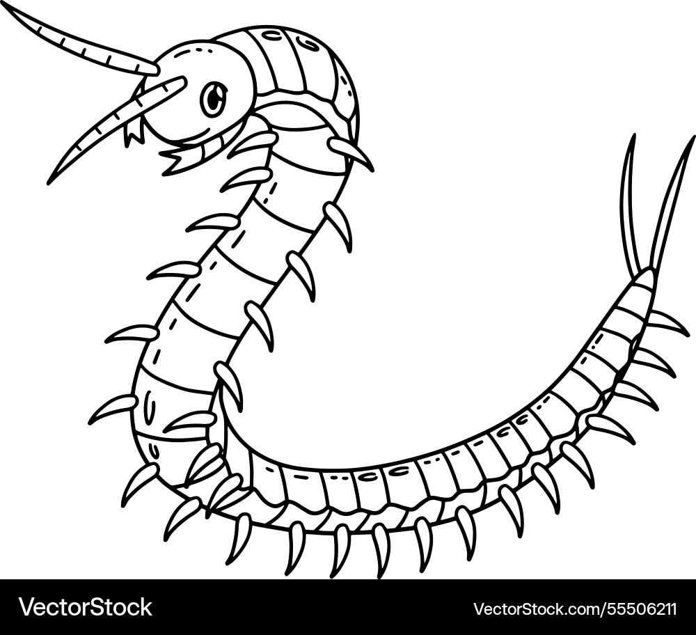 Insect centipede animal isolated coloring page Vector Image
