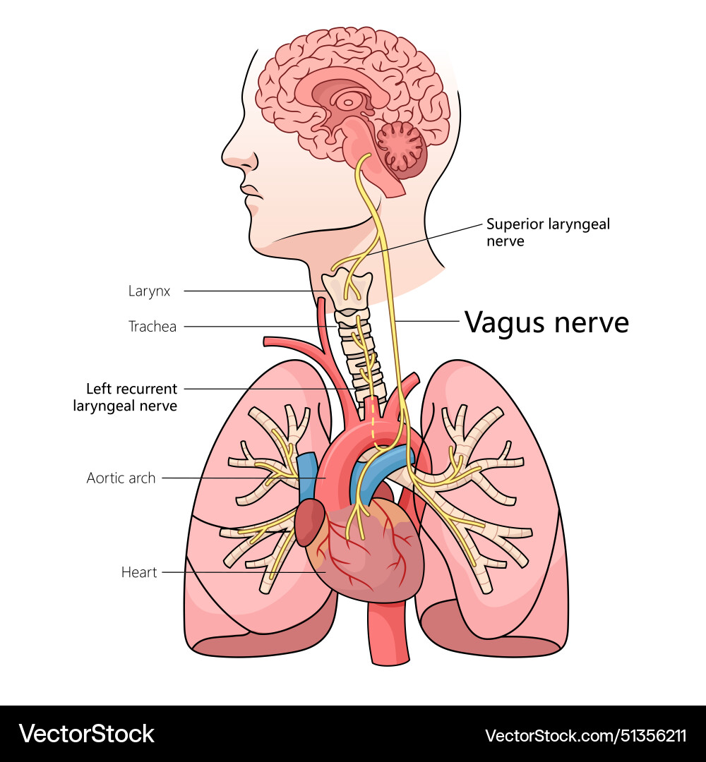 Vagus nerve pathway structure diagram medical Vector Image
