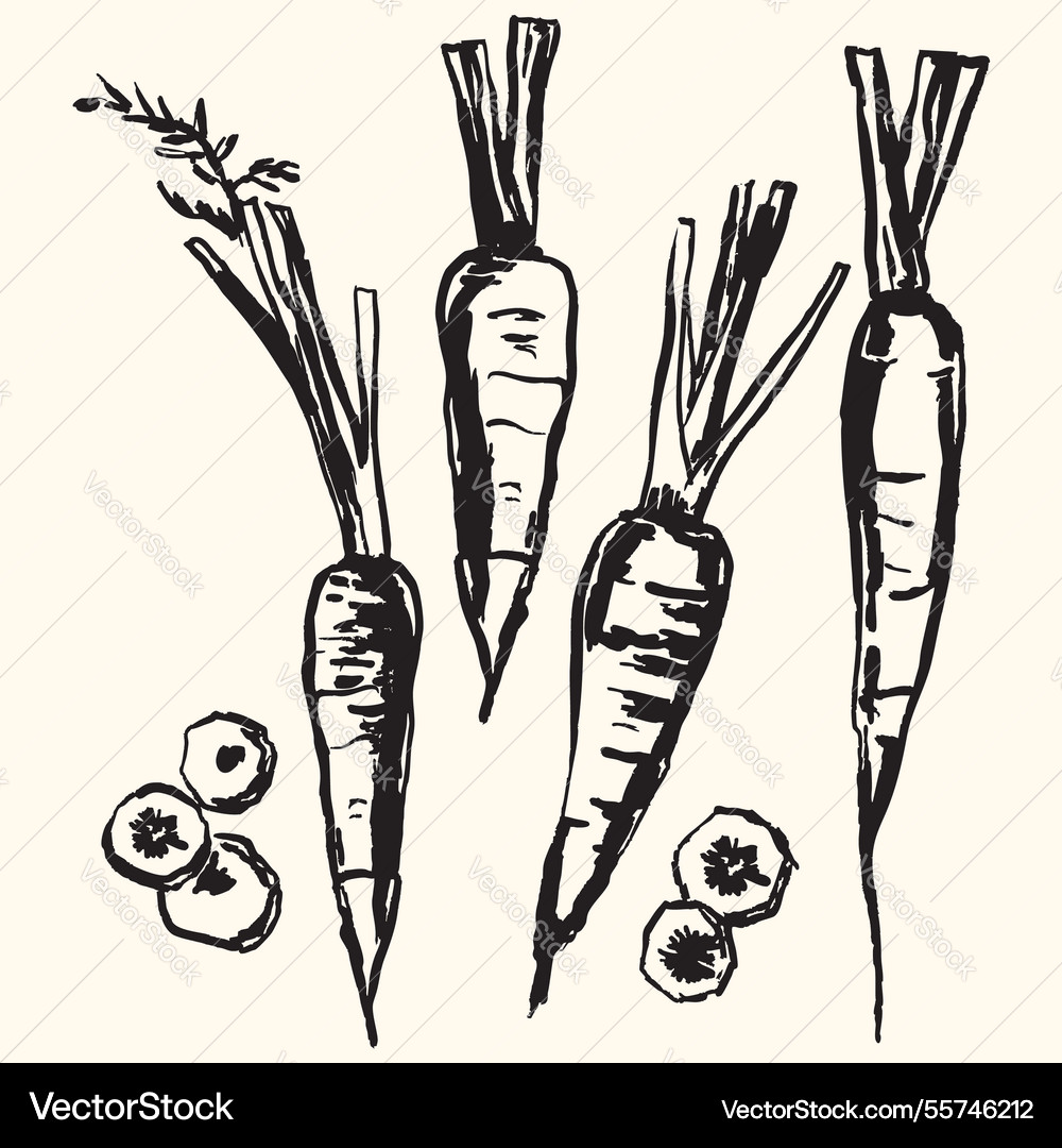 Carrots sketch - line art set Royalty Free Vector Image