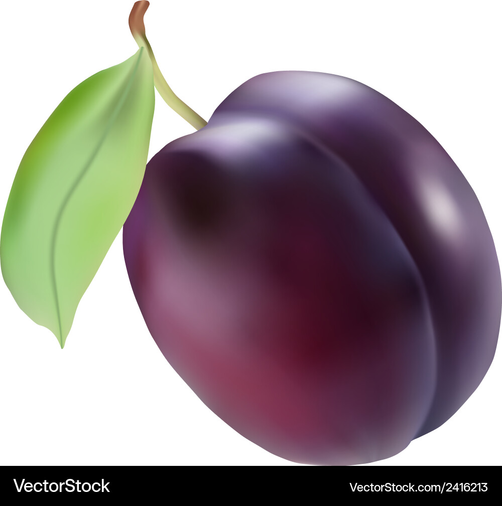 Plum Royalty Free Vector Image - VectorStock