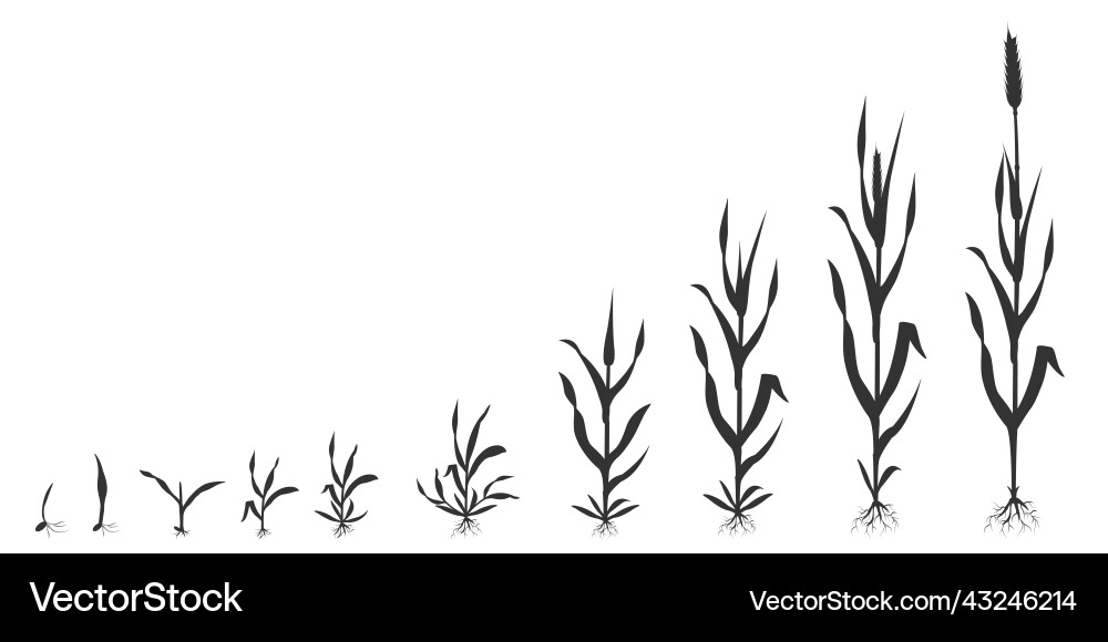 Process of growing wheat in stages grain Vector Image