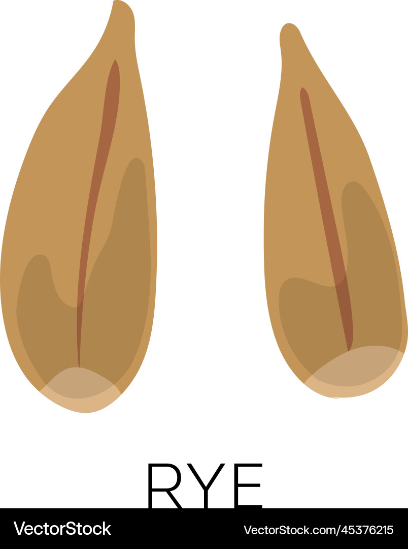 Rye grain icon raw fram agriculture seeds Vector Image