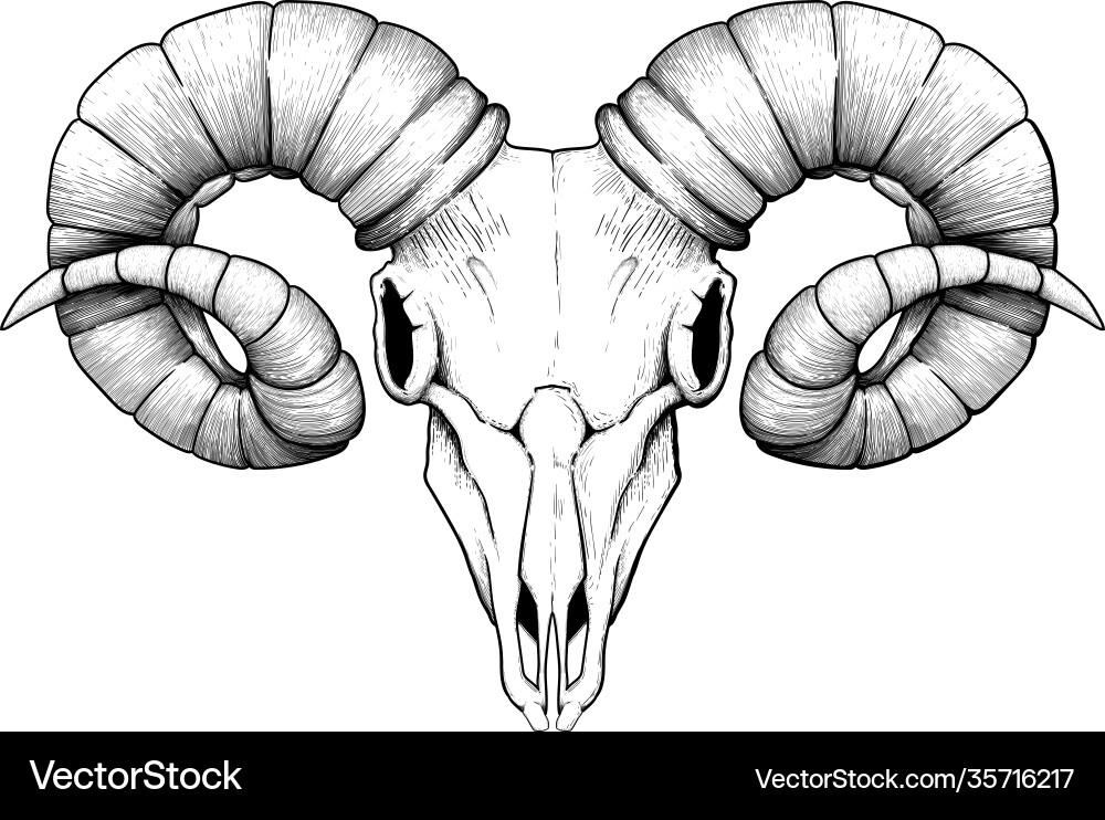 Black ram skull (35716217) – Royalty-Free Vector | VectorStock