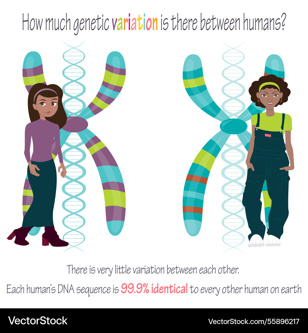 Human genetic variation between individuals Vector Image