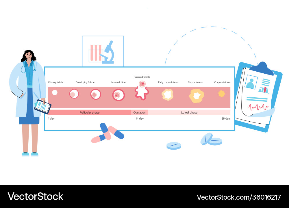 Menstrual cycle concept Royalty Free Vector Image