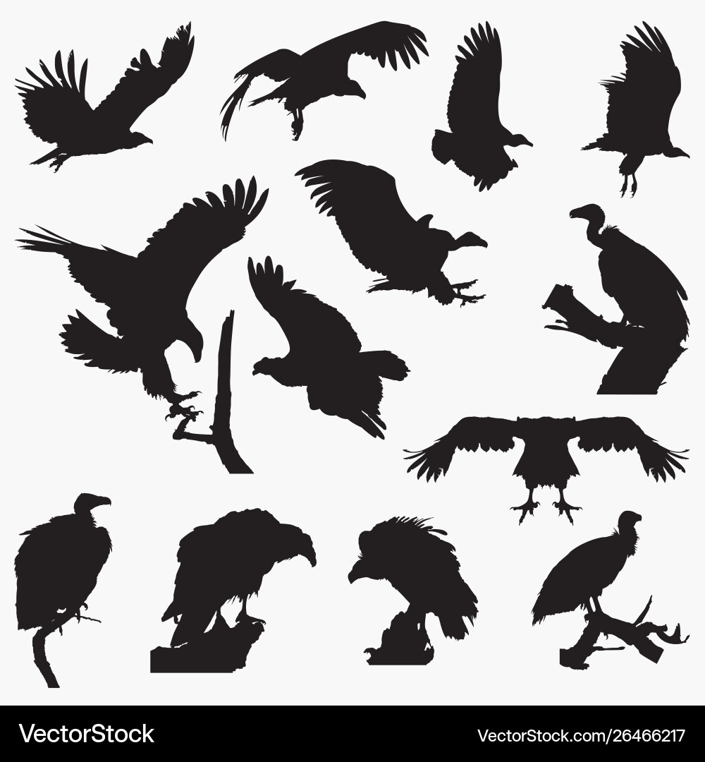 Vulture silhouettes Royalty Free Vector Image - VectorStock