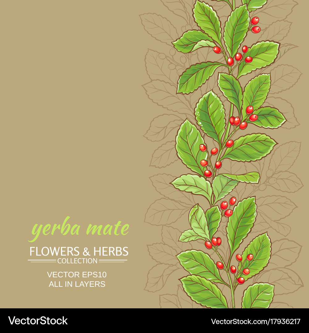Yerba Mate - Botanical Pattern Royalty Free Vector Image