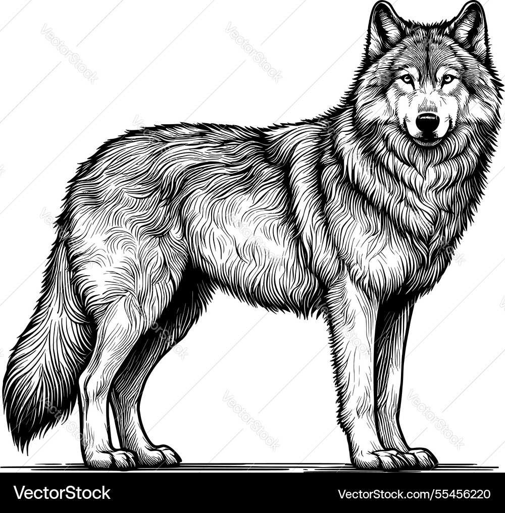 Gray wolf Royalty Free Vector Image - VectorStock