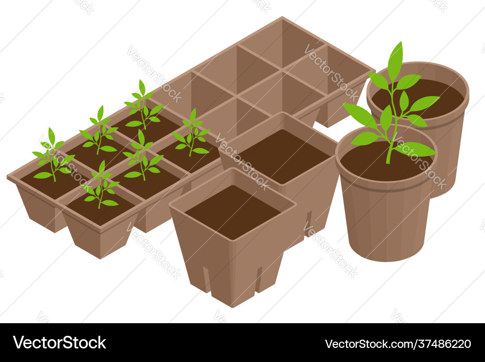 Isometric seedling transplanting process young Vector Image